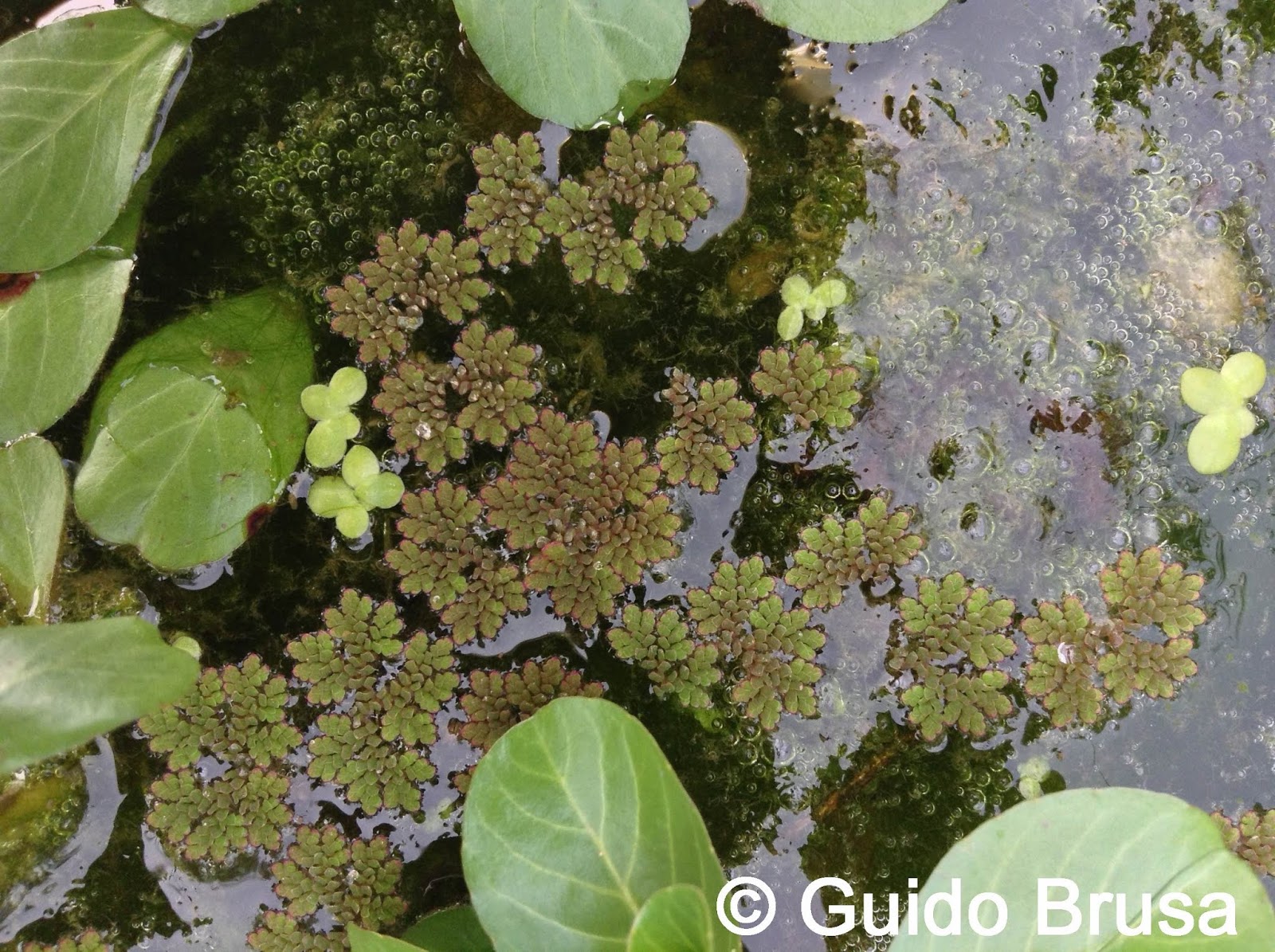 Flora Insubrica: Azolla caroliniana/cristata agg.