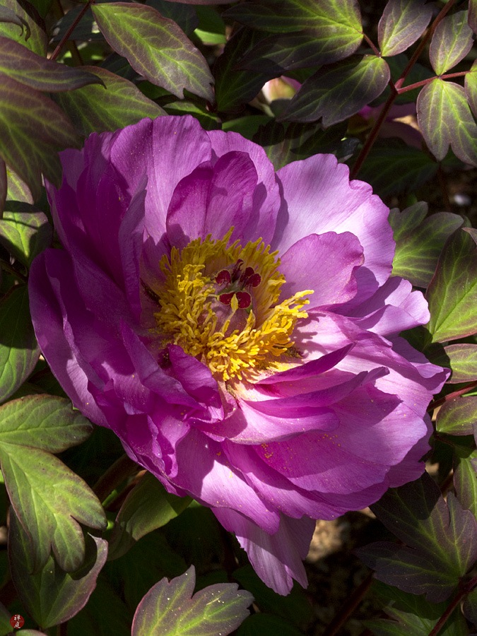 FROM THE GARDEN OF ZEN: A Haru-botan (spring peony) flower in Kencho-ji
