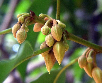 Prima Fleur Botanicals: July 2012