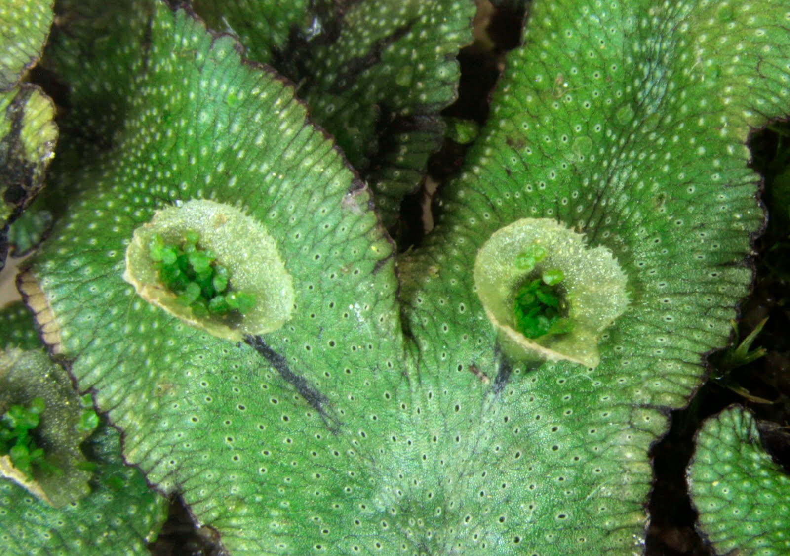 PLANT FAMILIES OF PUERTO RICO AND FLORIDA PAPO VIVES: MARCHANTIALES ...