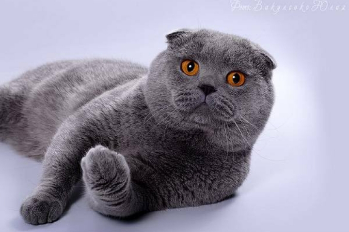 Як вибрати кошеня?