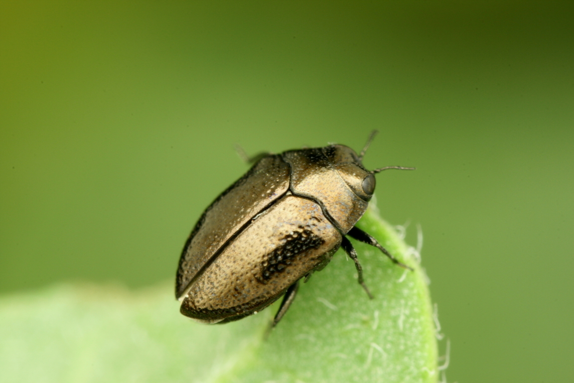 living jewels - european Buprestidae: Greece - June 2015