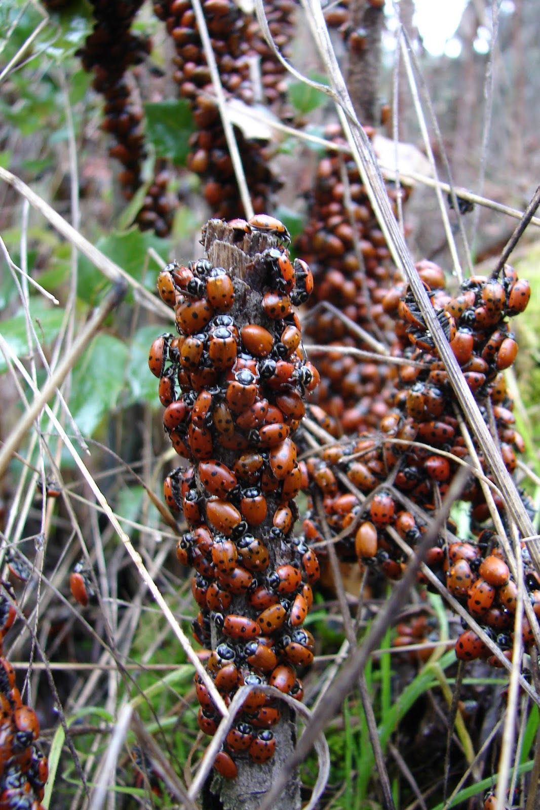one thing leads to another: Where the Ladybugs Sleep