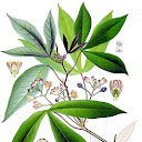 Taínos: El primer pueblo de indígenas americanos en tener contacto con ...