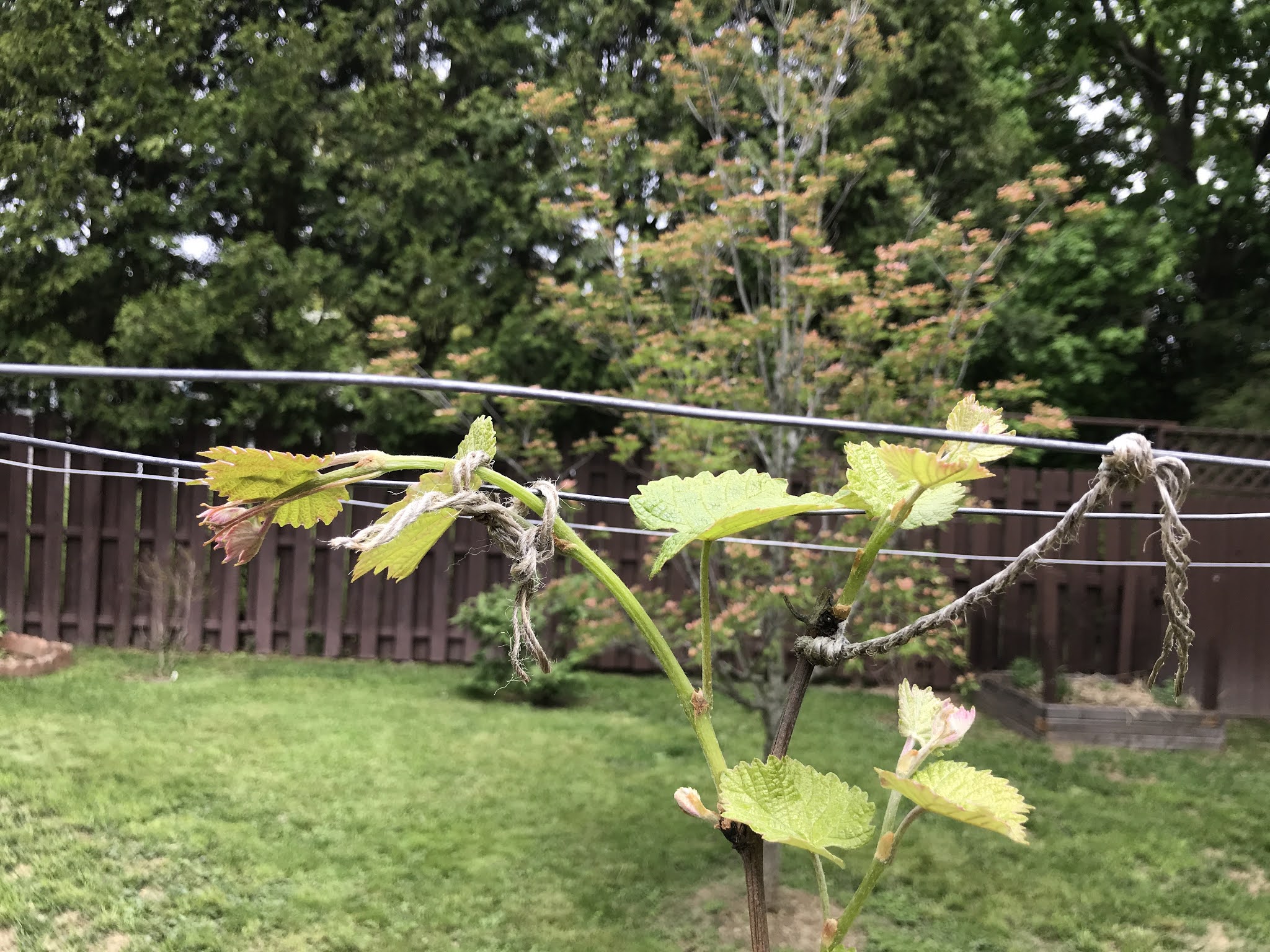 The Grilling Greek: My two One-Year-Old Thomcords and the Modified ...