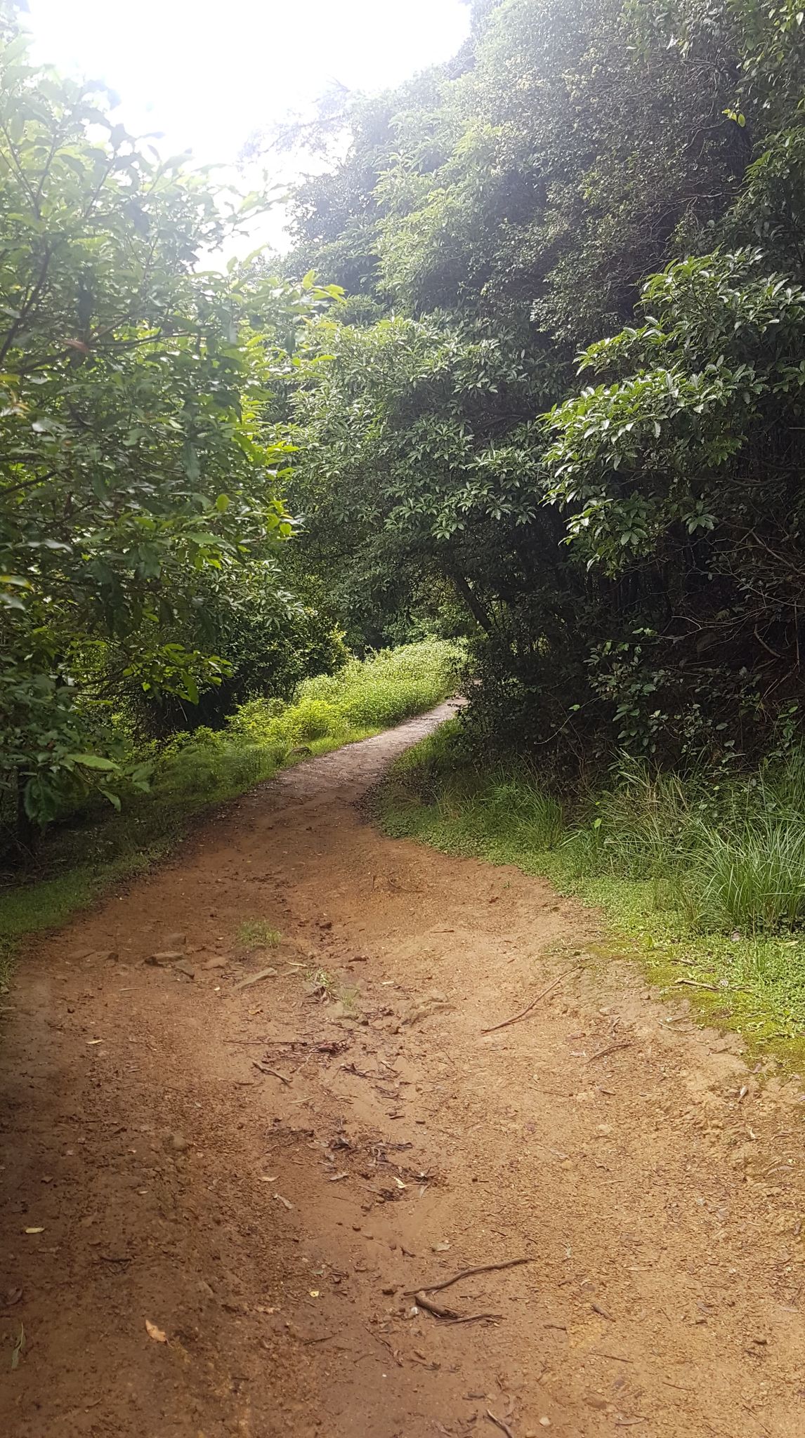 Steventure: Mount Keira - Ken Ausburn Track
