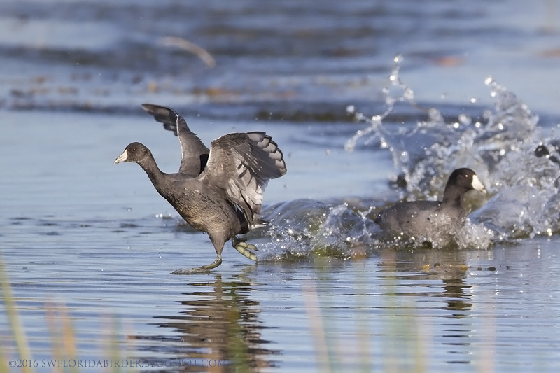 Farewell Harns Marsh Preserve And SW Florida | Focusing on Wildlife