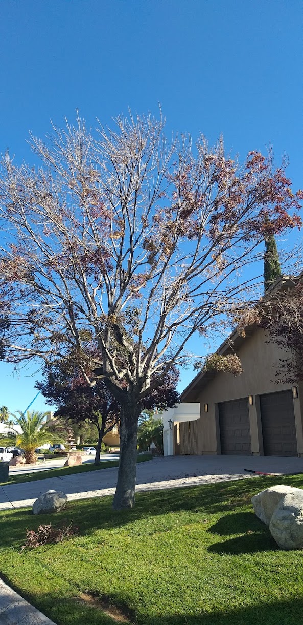 Xtremehorticulture of the Desert: Ash Tree Dying....Again