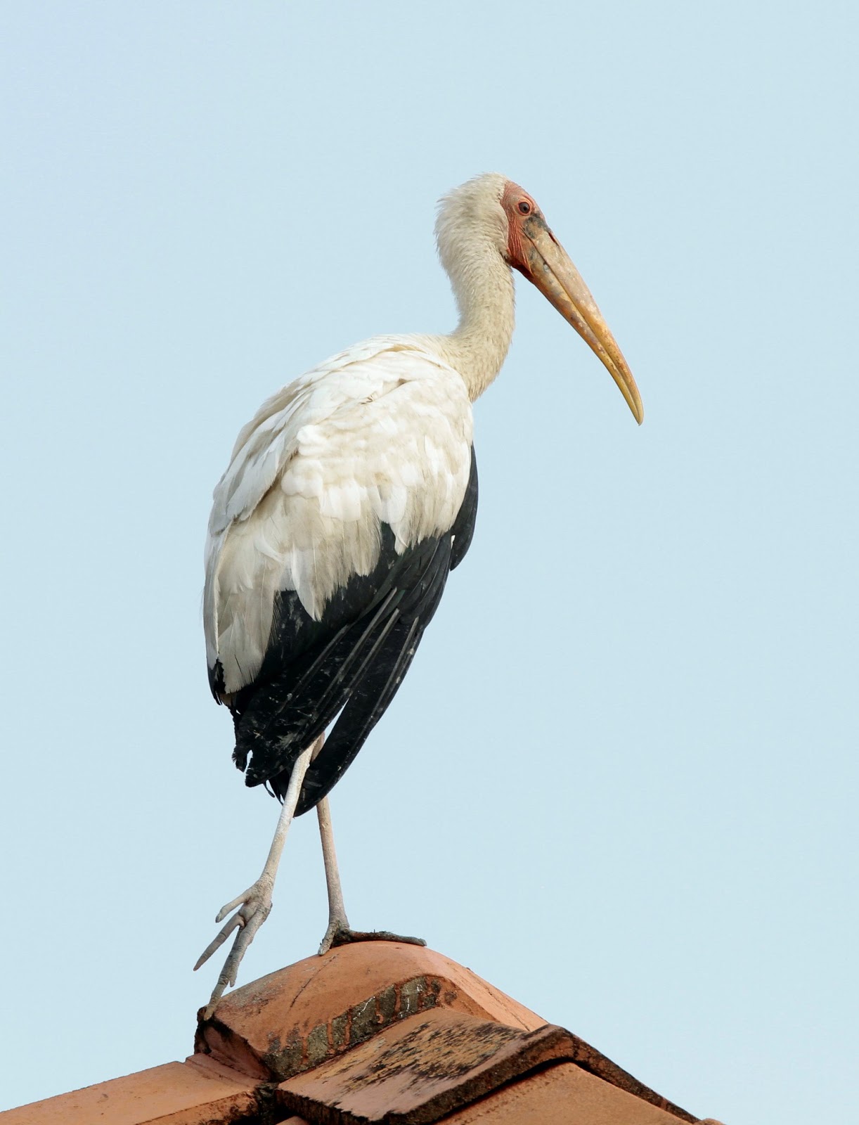 Mike is the name Birding is the game ( Birding in Malaysia - Malaysian ...