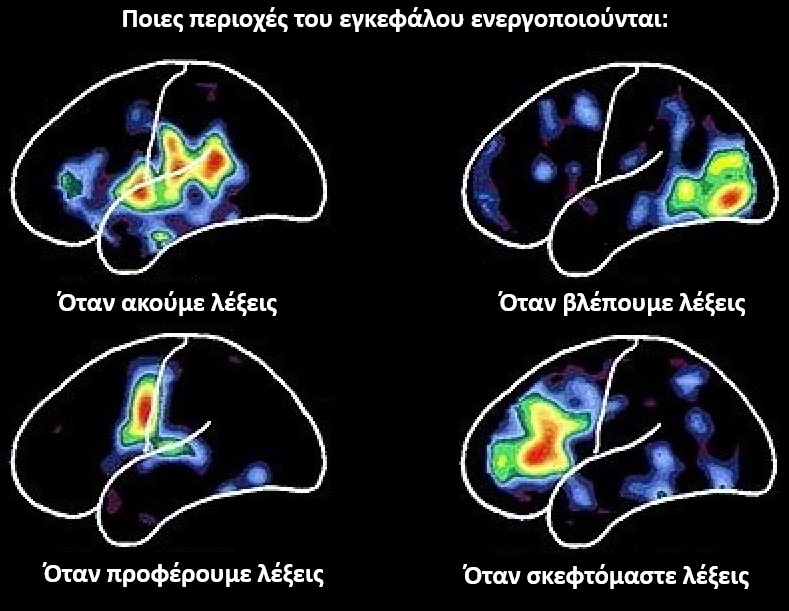 Βιολογία Α' Λυκείου: Κεφάλαιο 9 - Το νευρικό σύστημα
