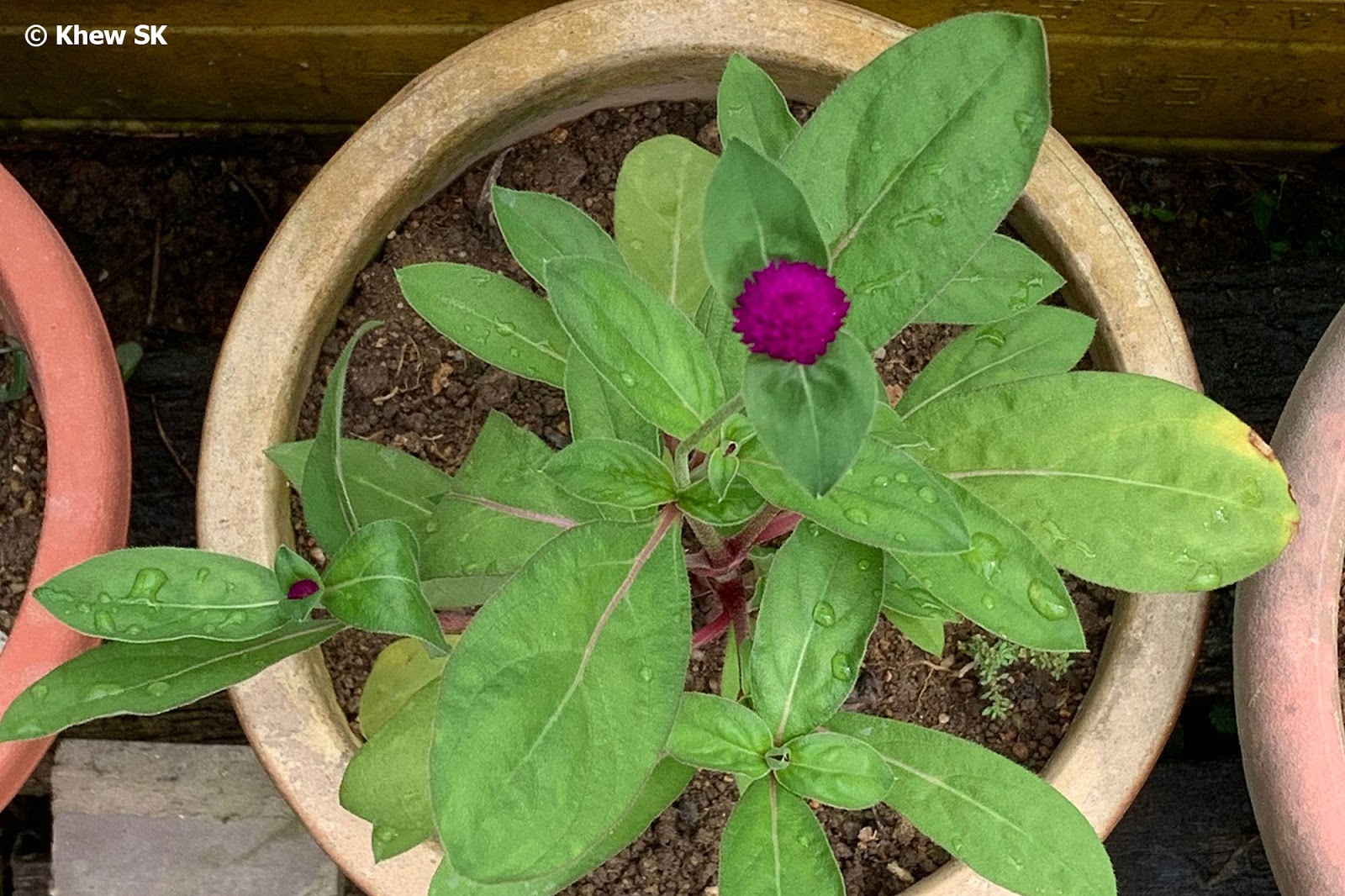 Butterflies of Singapore: Favourite Nectaring Plants #17