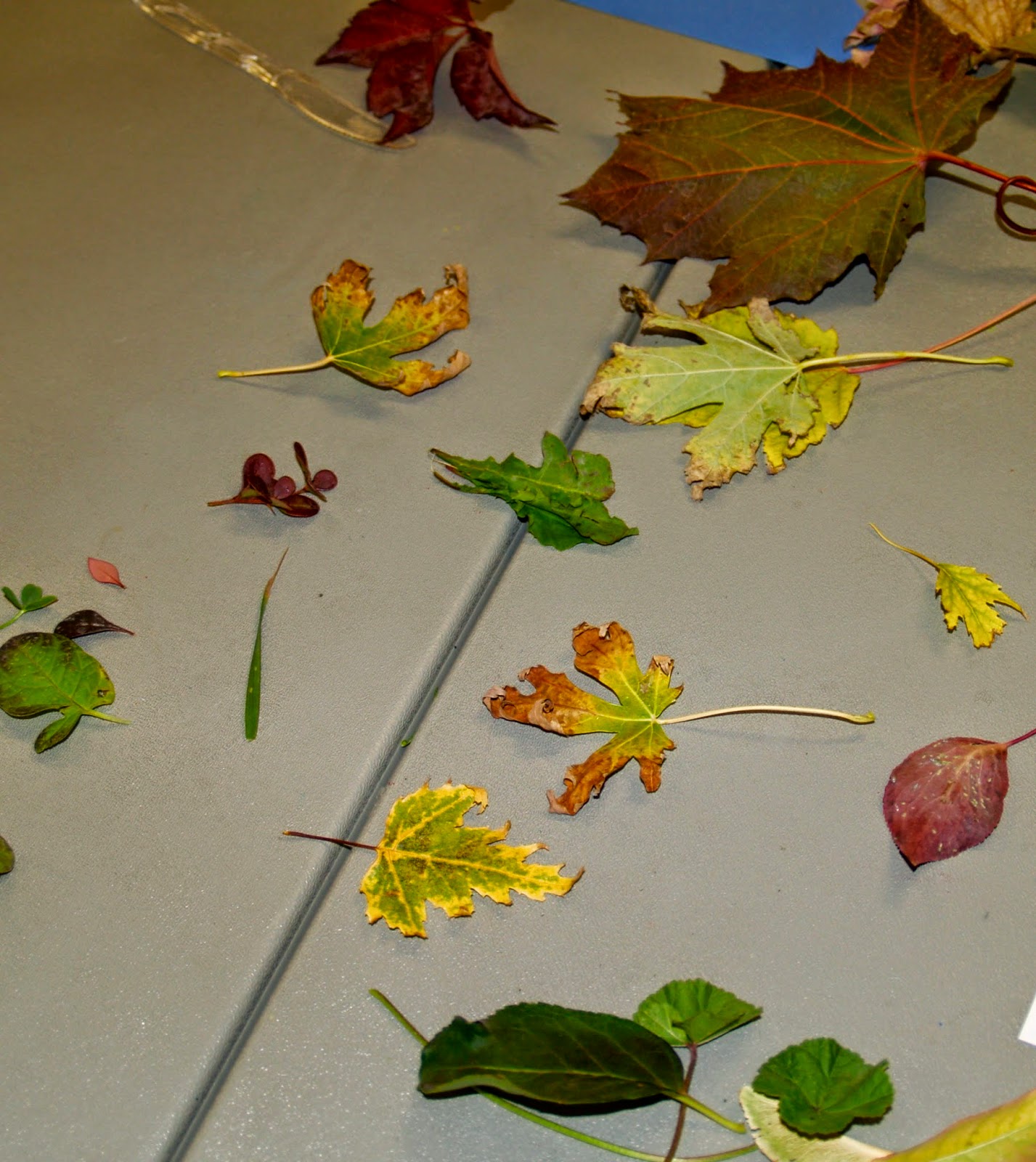 Classifying Leafs, Incorporating Common Core ELA Standards Into Science ...