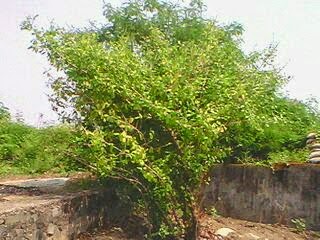 Health,Disease and Genetics: Khirni – fruit with high nutrition value