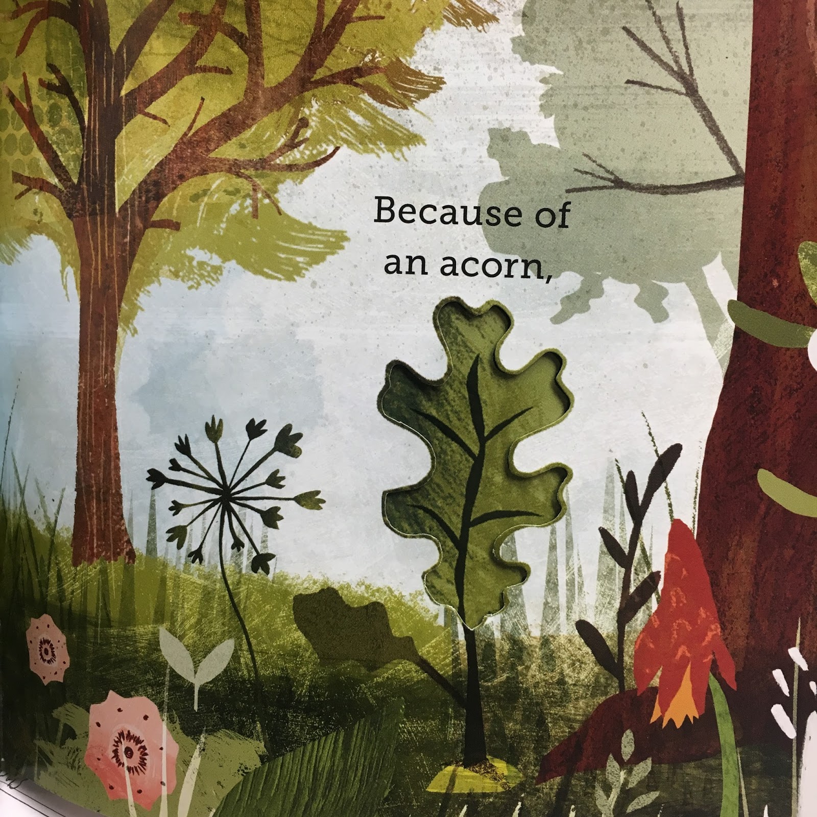 Children's Book Review: Because of an Acorn By Lola M Schaefer and Adam ...