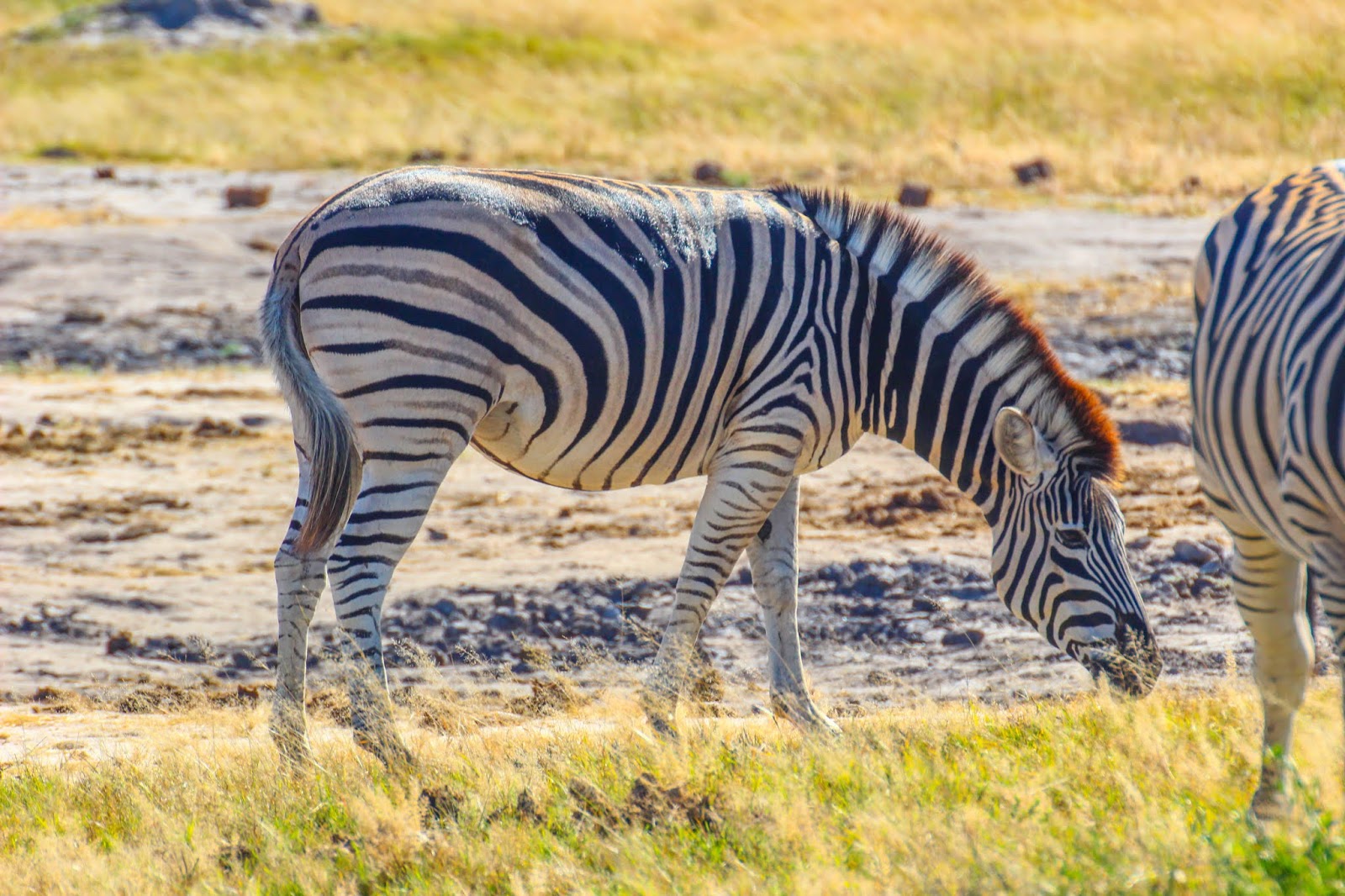 Cannundrums: Burchell's Zebra