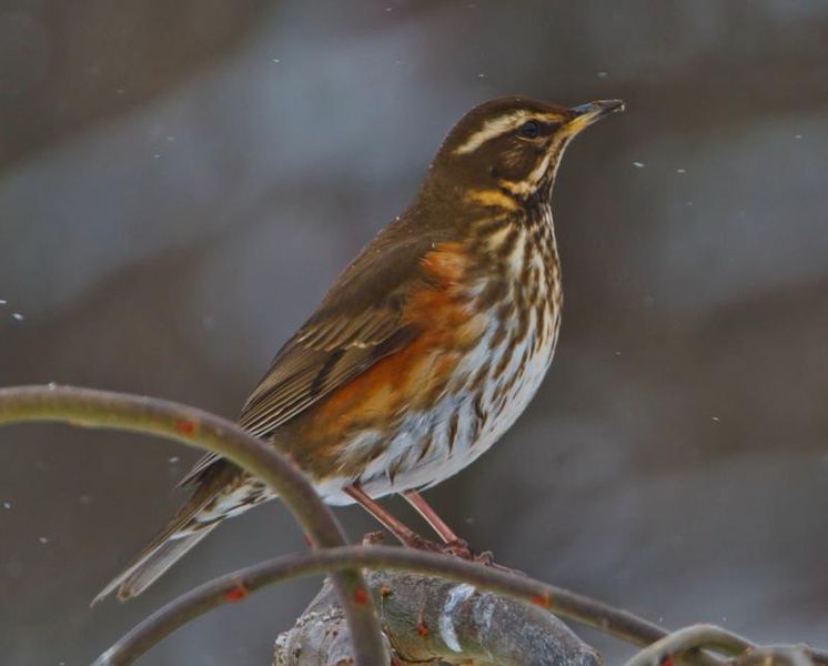 Animal Unique Beautiful: Redwing