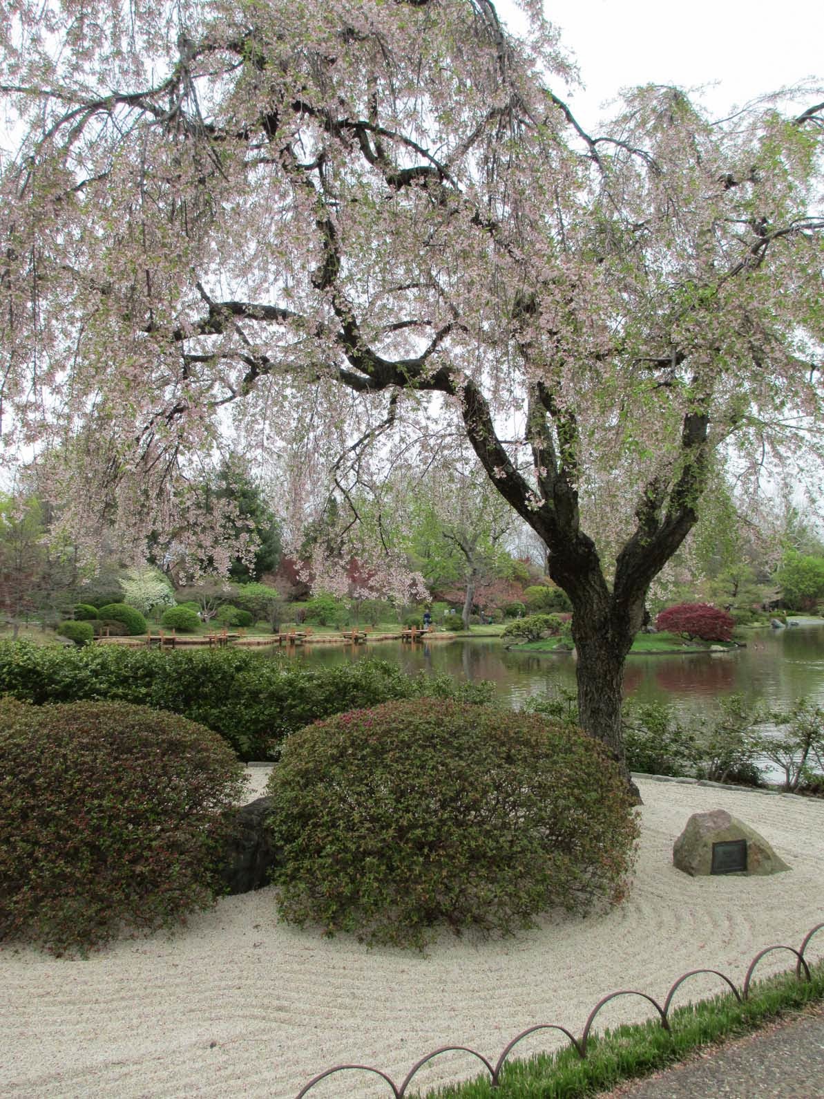 Garden Fancy: Garden Visit: Bulb-tacular MOBOT