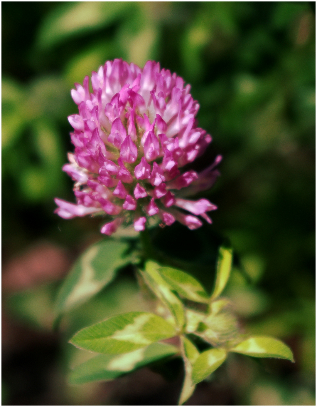BALADEPHOTOFG: FAUNE ET FLORE