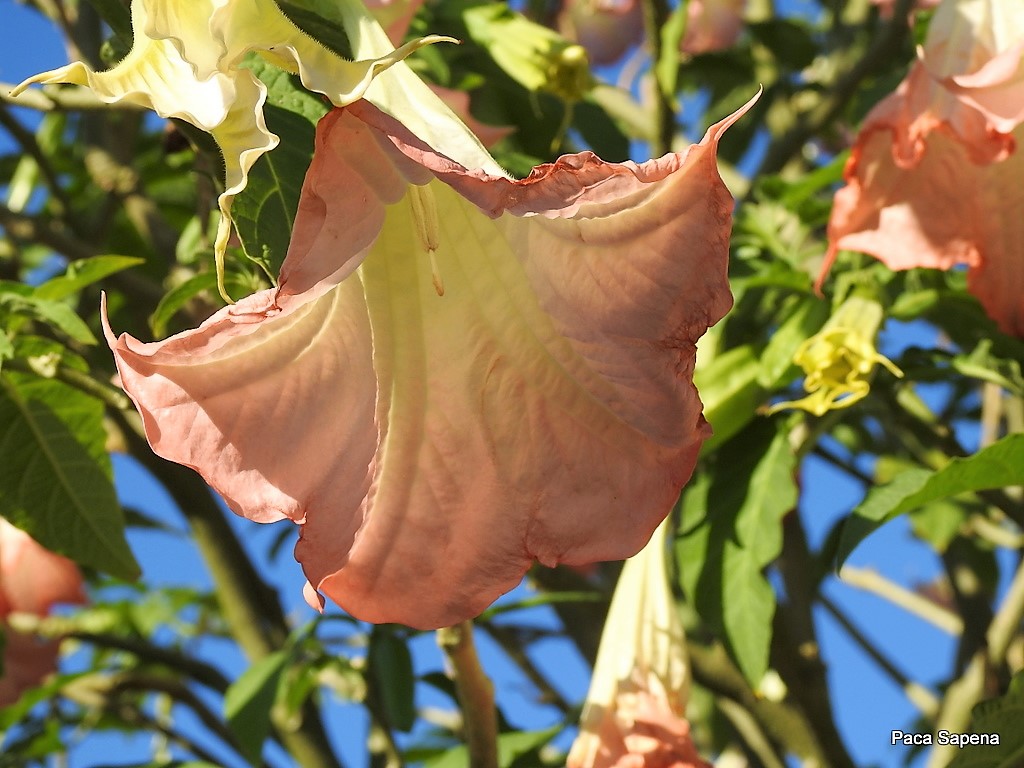 La Rioja de la A a la Z: BRUGMANSIA - Flor Trompeta
