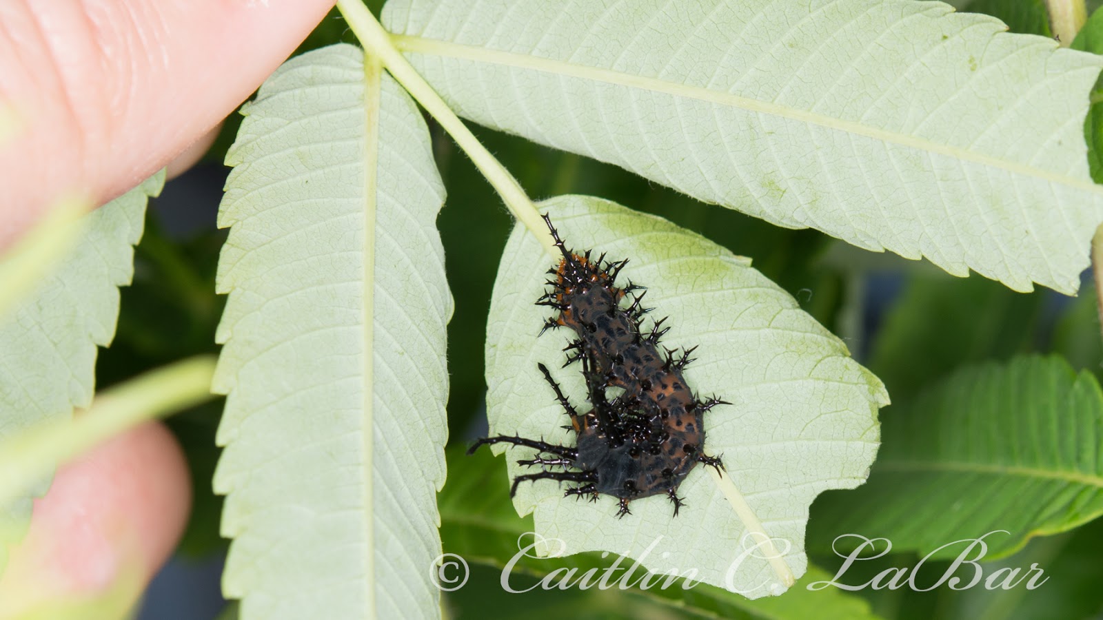 Northwest Butterflies: Citheronia splendens...Splendid Royal Moth