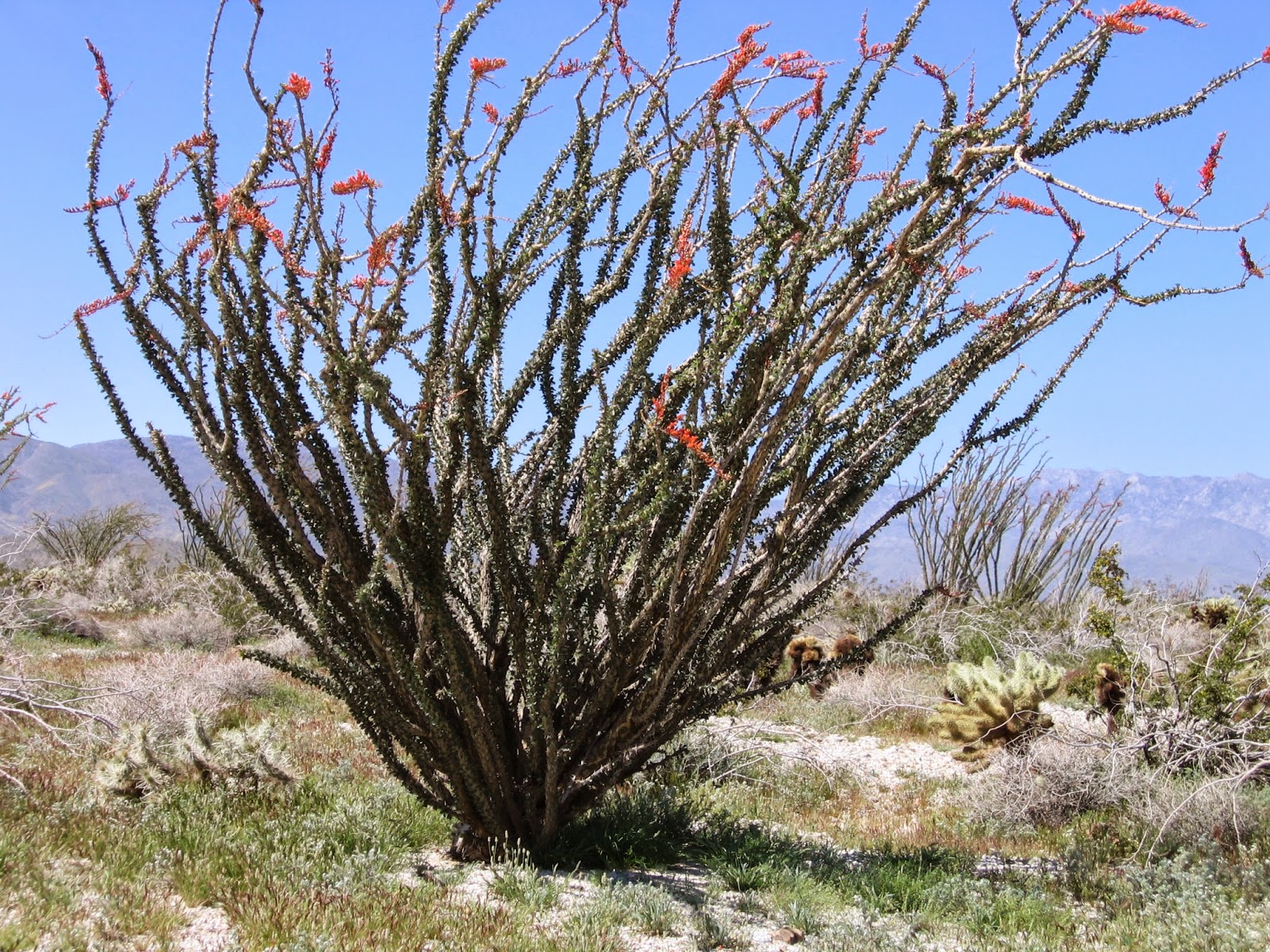 Pastizales de México