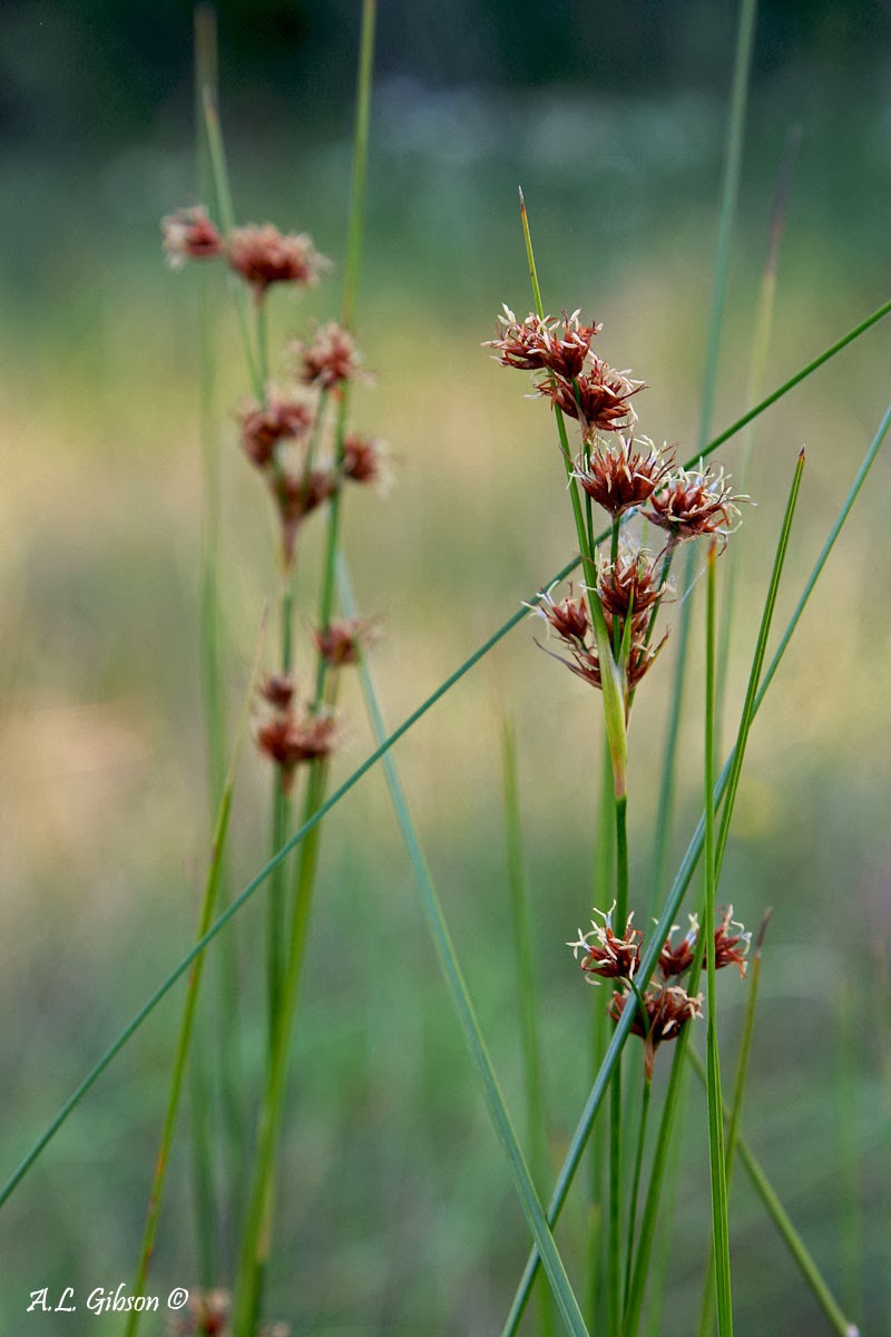 The Buckeye Botanist: Showcase on the Sedges (Cyperaceae)