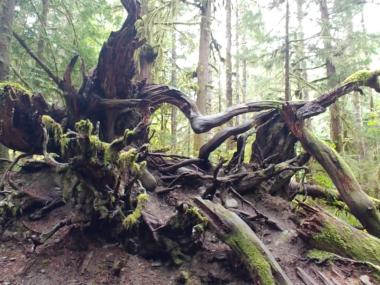 Peter And Evie - Travel blog: Sept 13 - Staircase, Olympic National ...