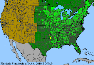 Restoring The Landscape With Native Plants: Native Plant of the Week ...