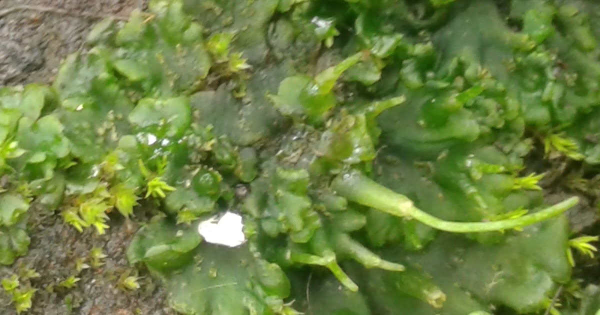 Bryophyta : Anthocerotopsida (Lumut Tanduk)