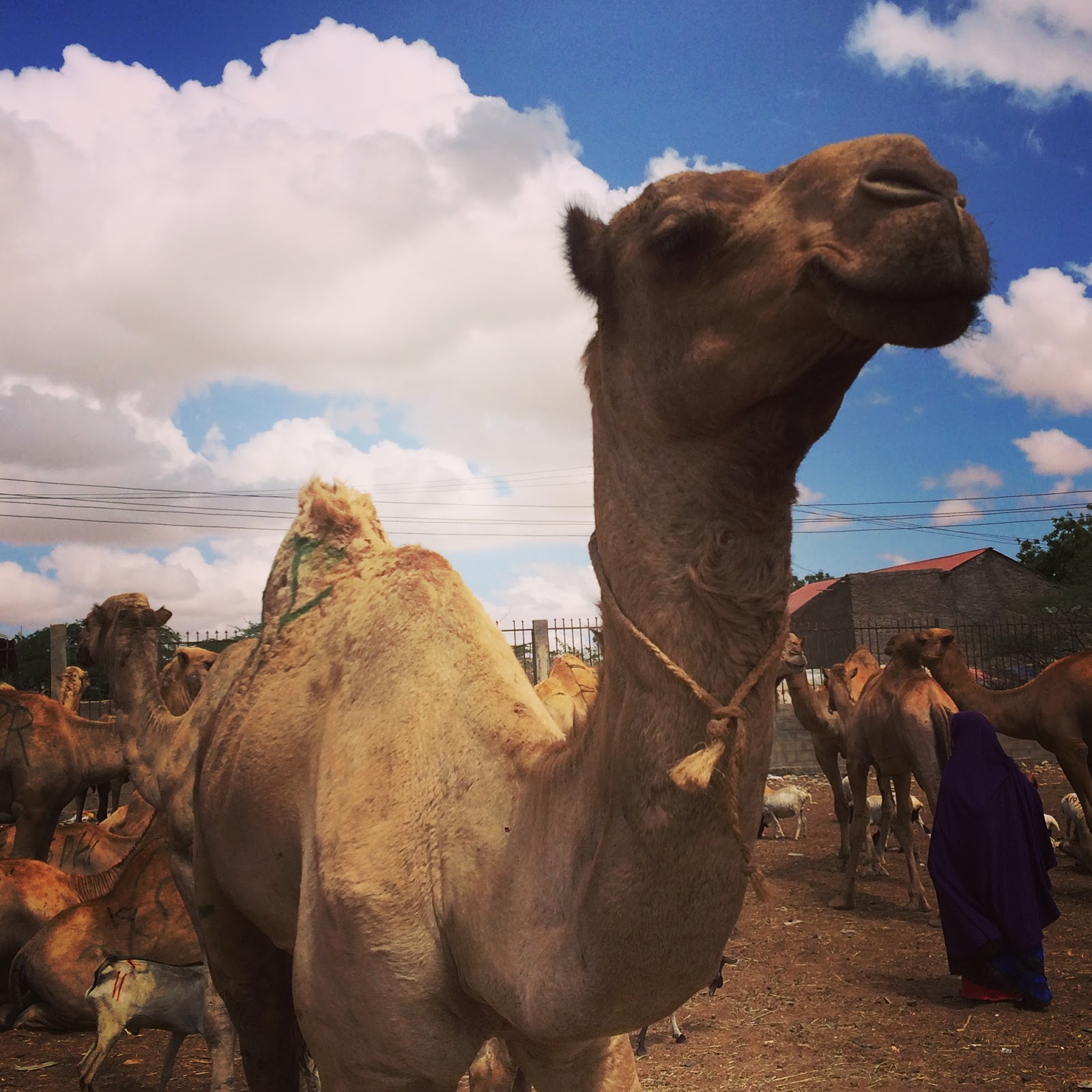 Mary Harper: Hadrawi: The Somali Shakespeare