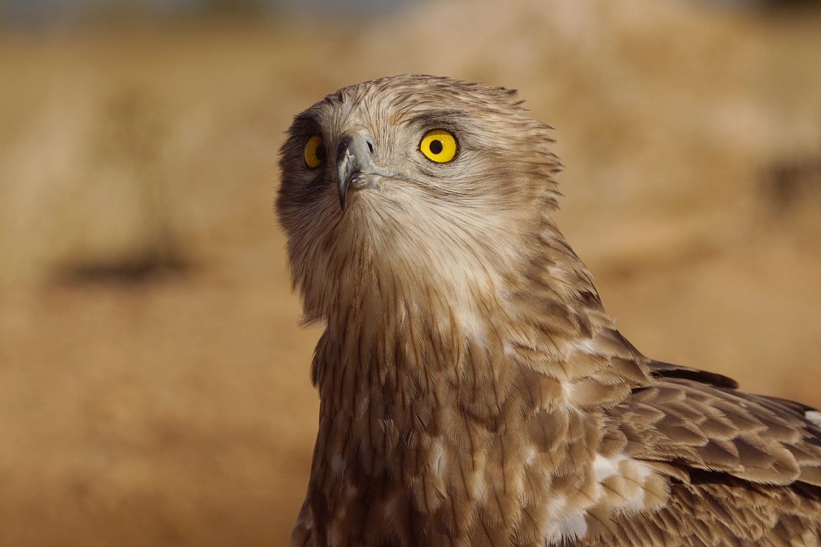 Pasión por las aves: Culebrera europea,(Circaetus gallicus)