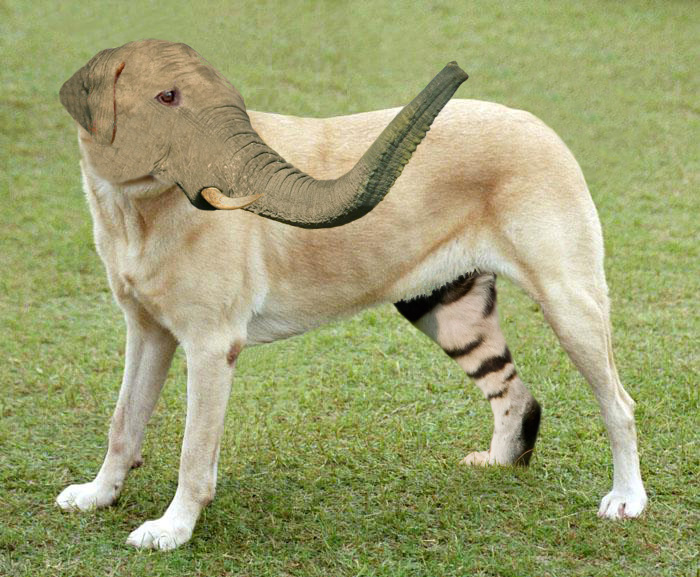 Computer Art Stuff: Elpha-Dog Tiger Mix