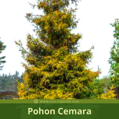 Berbagai Jenis Pohon Cemara yang Harus Diketahui Setiap Orang - Ciriciripohon.com