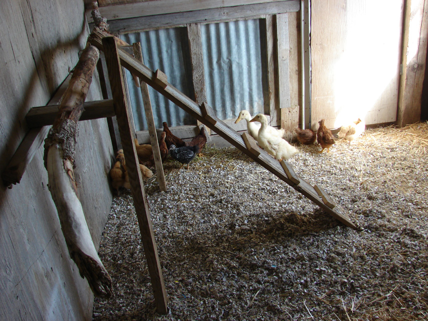 Terrifying Space Monkeys