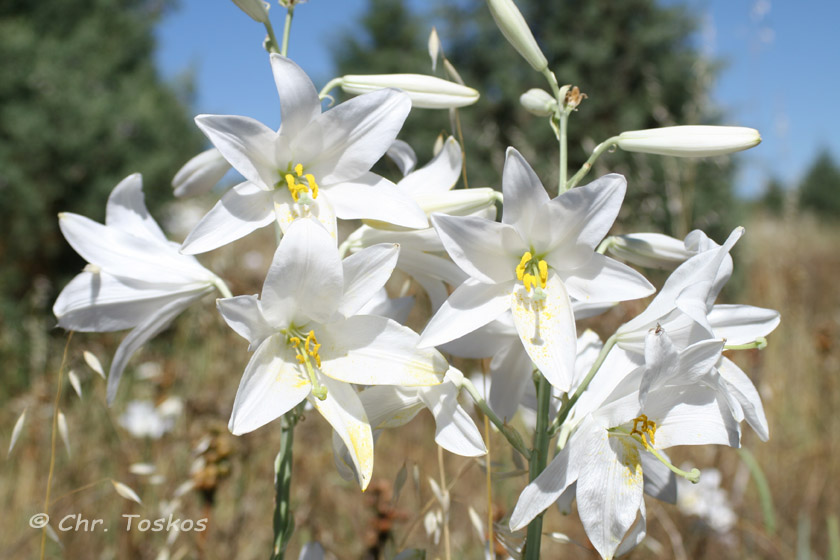 Nectar e Libro: Ο κρίνος της Παναγίας