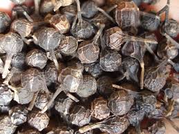 FARMAKOGNOSI : Cubebae Fructus