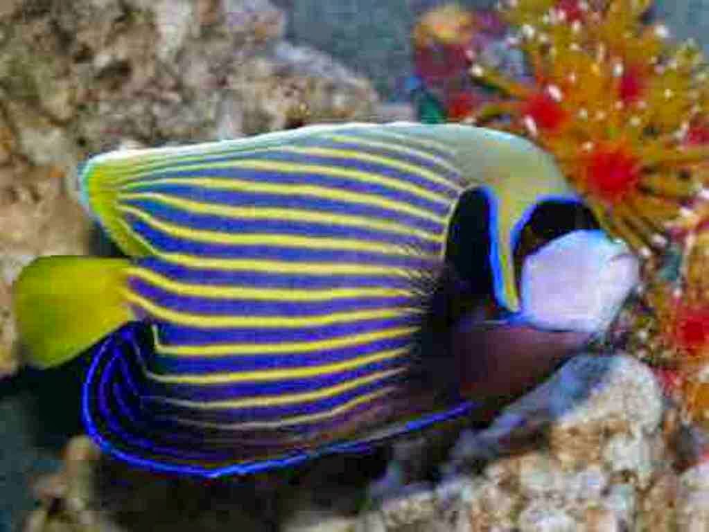 Angelfish - Ikan Angel