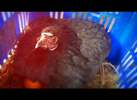 ¿CUANTO SABES SOBRE LAS GALLINAS? - El corral de Laura