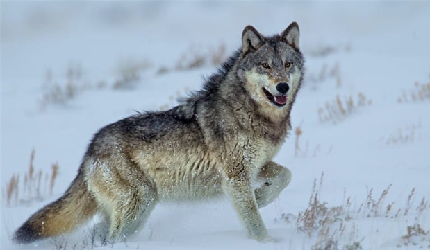 White Wolf : Green bridges in Germany are keeping a growing gray wolf ...