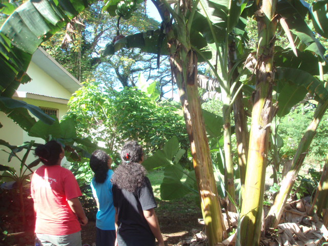 Island Food Community of Pohnpei visit