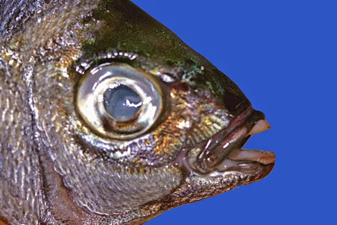 PescAVIZOR.Secretos de un pescador de TORREVIEJA: LA CHOPA: LA ...