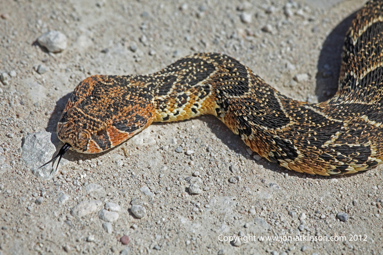 Anti 'Nairo': Beautiful Adder