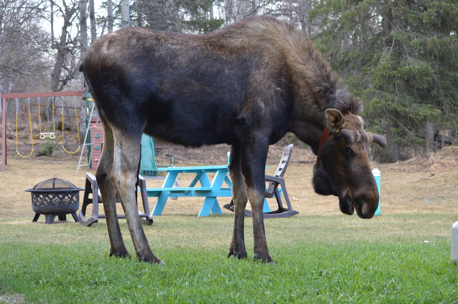 Courageous Joy: Good Morning Moose....Good Night Moose