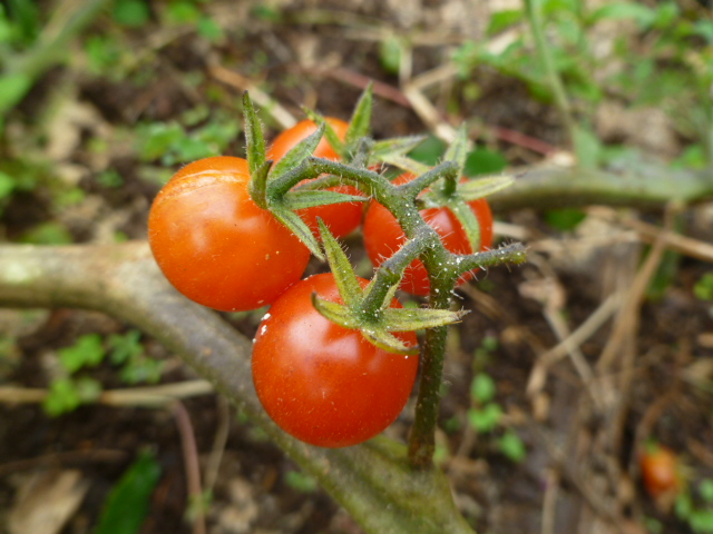 Maui Jungalow: Bird Poop Tomatoes