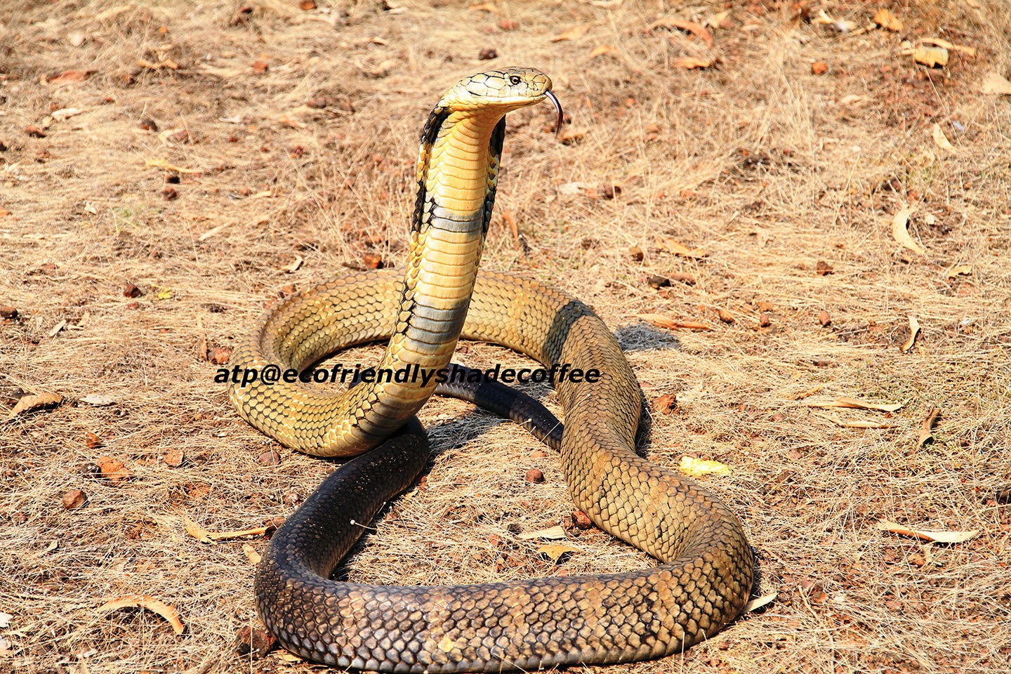 Blok888: Top 10 Most Venomous Animals in the world