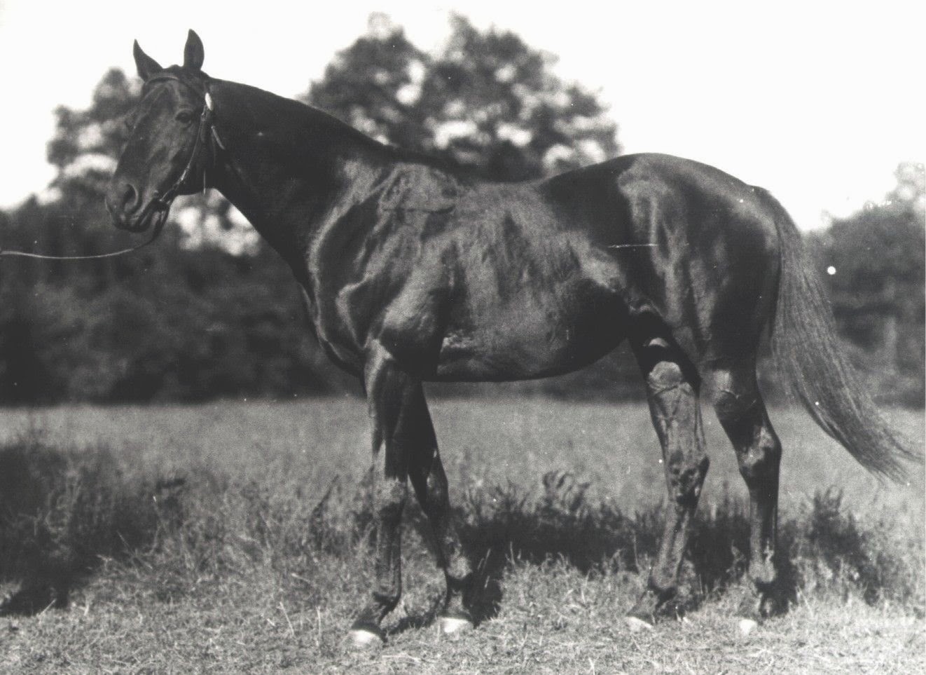albatroz bloodstock USA: CHEFS DE RACE: BROOMSTICK