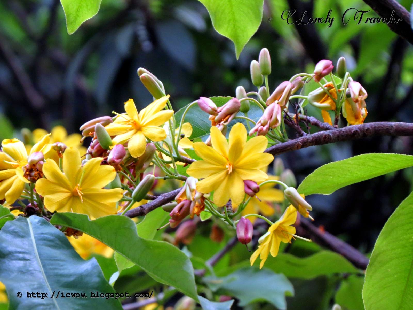 Konok Chapa - Ochna squarrosa