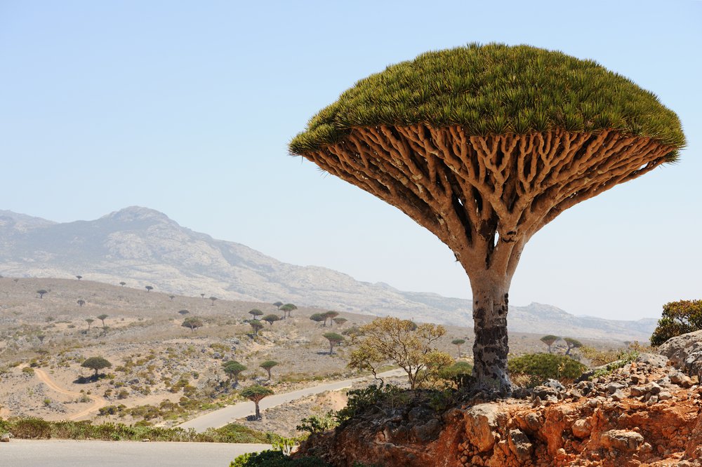 POHON UNIK SOCOTRA DRAGON