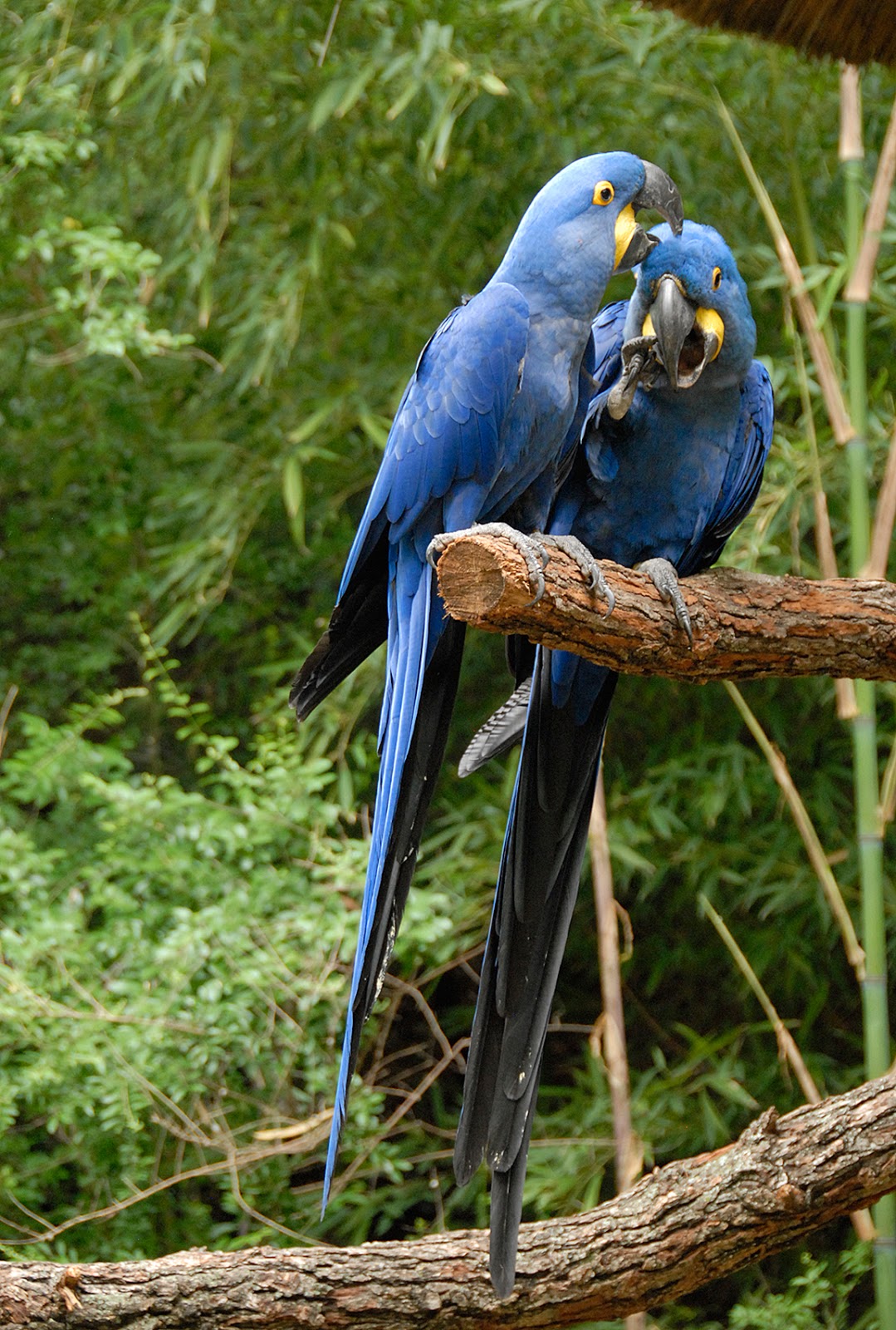 Most Beautiful Blue Macaw And Golden Blue Macaw Pictures
