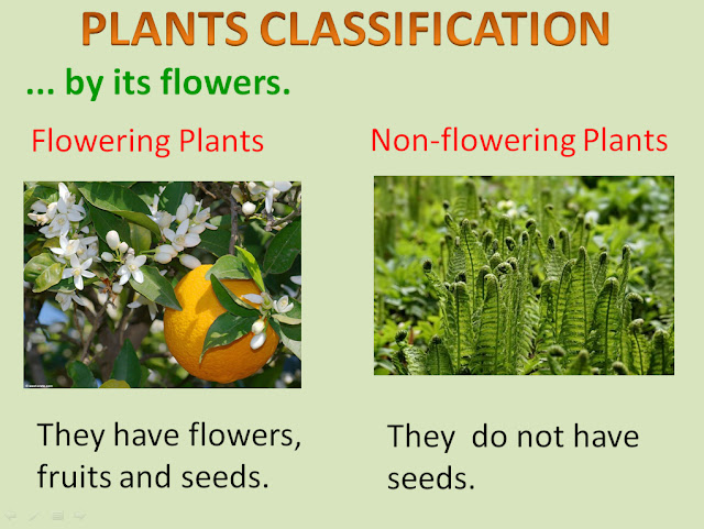 Maestro Eduardo: NS 4th THE LIVING THINGS. PLANTS